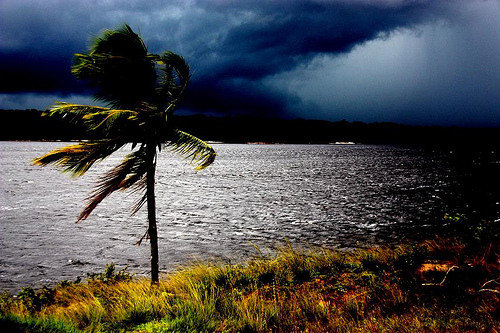 Amazon storm killed half a billion trees in two days – Desdemona Despair